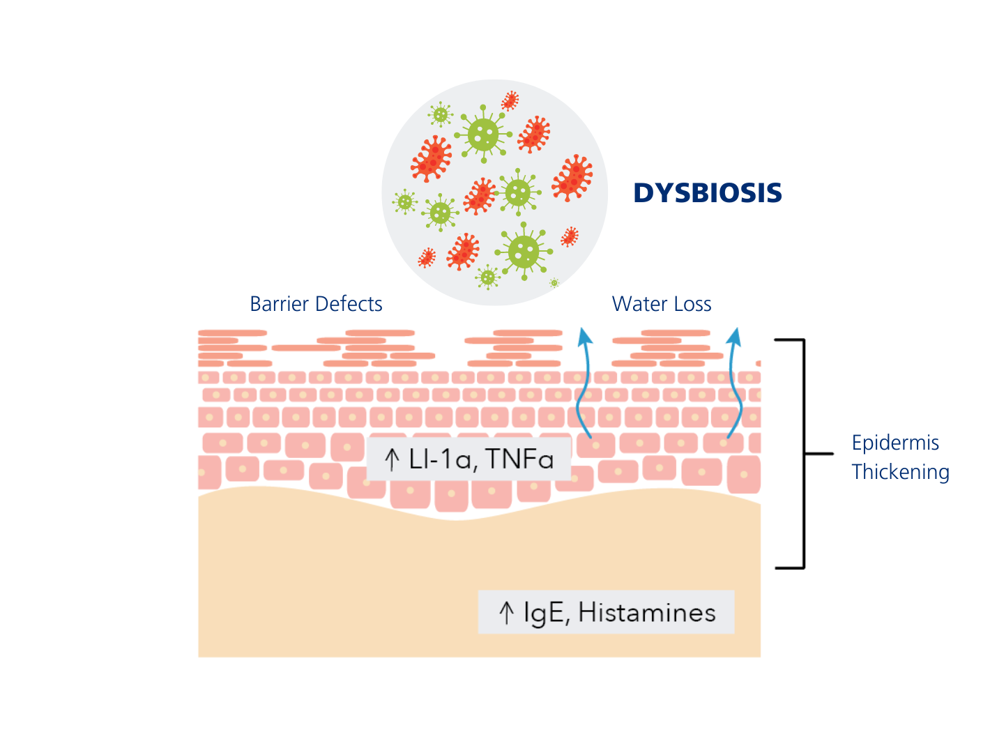 Benefits of using probiotics for rosacea - BLIS Technologies ...